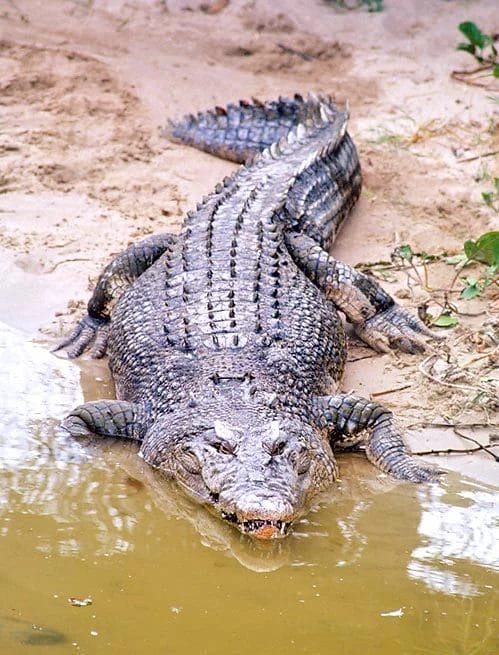 Saltwater Crocodile: The Marsh Apex Predator - Ocean Info