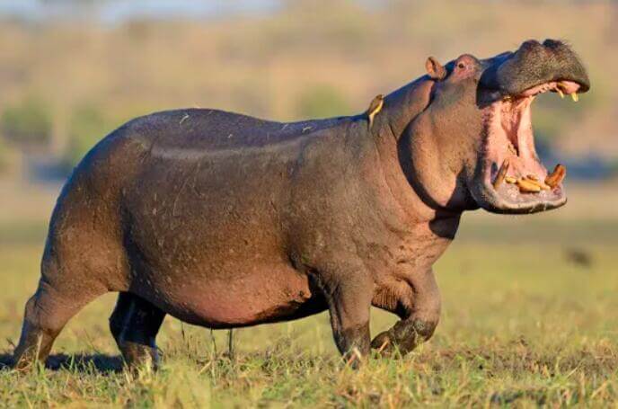 Elephant vs Hippo: Main Differences - Ocean Info