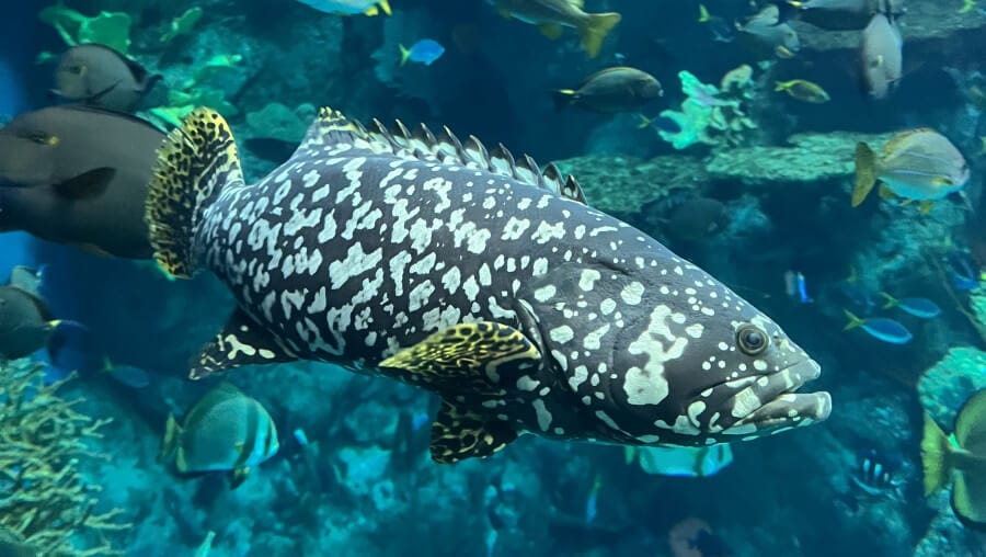 Grouper (Epinephelinae) - Ocean Info