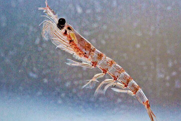 Krill (Euphausiids) - Ocean Info
