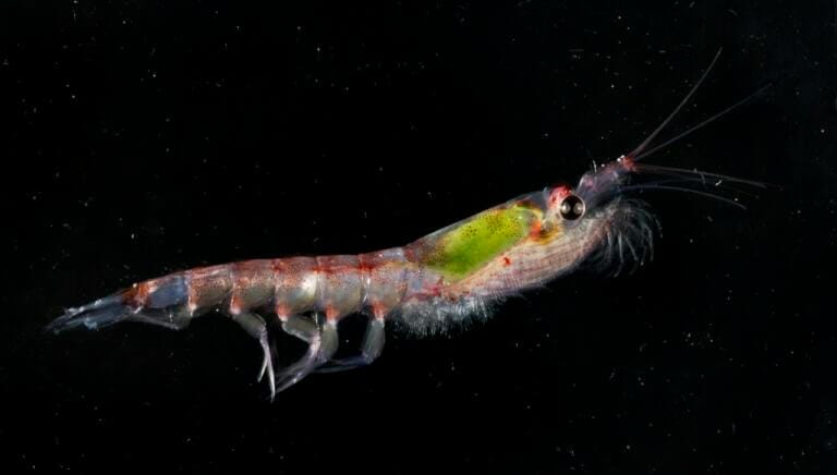 Krill (Euphausiids) - Ocean Info
