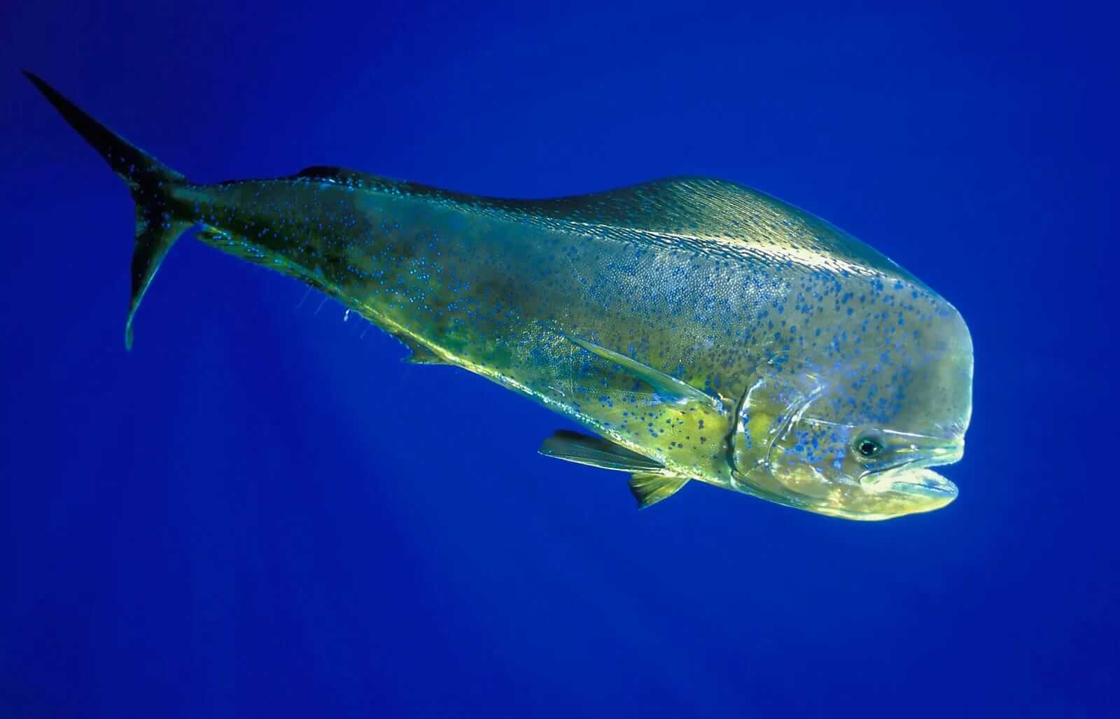 Mahi-Mahi: The Beautiful and Unique Dolphin Fish - Ocean Info