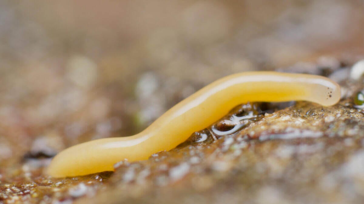 Nemertea (Ribbon Worms) - Ocean Info