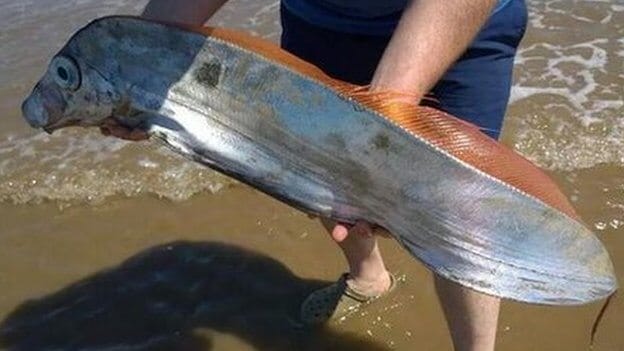 Ribbonfish: The Elusive Earthquake Fish - Ocean Info