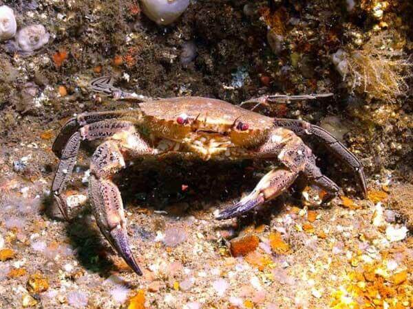 Velvet Crab (Necora puber) - Ocean Info