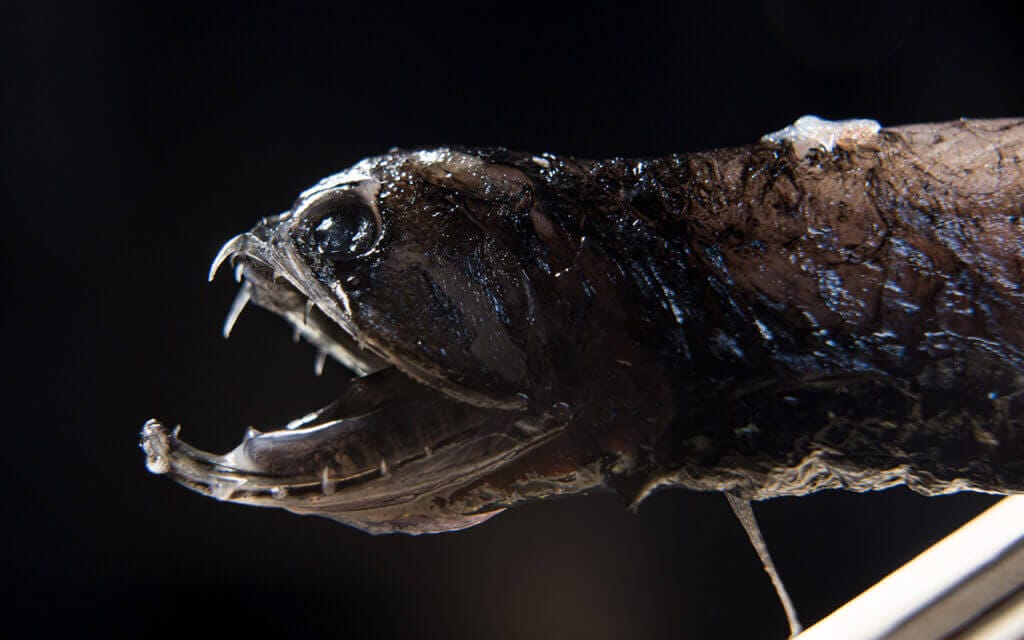Dragonfish (family Stomiidae) - Ocean Info