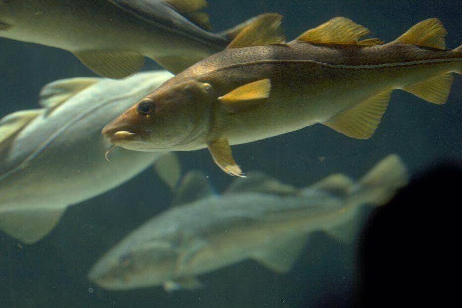 Cod (Gadus) - Ocean Info