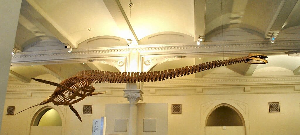 18 Extinct Ocean Animals You Should Know About - Ocean Info