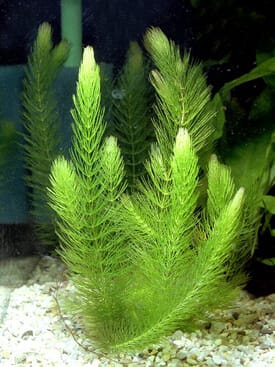 Coontail (Ceratophyllum demersum) - Ocean Info