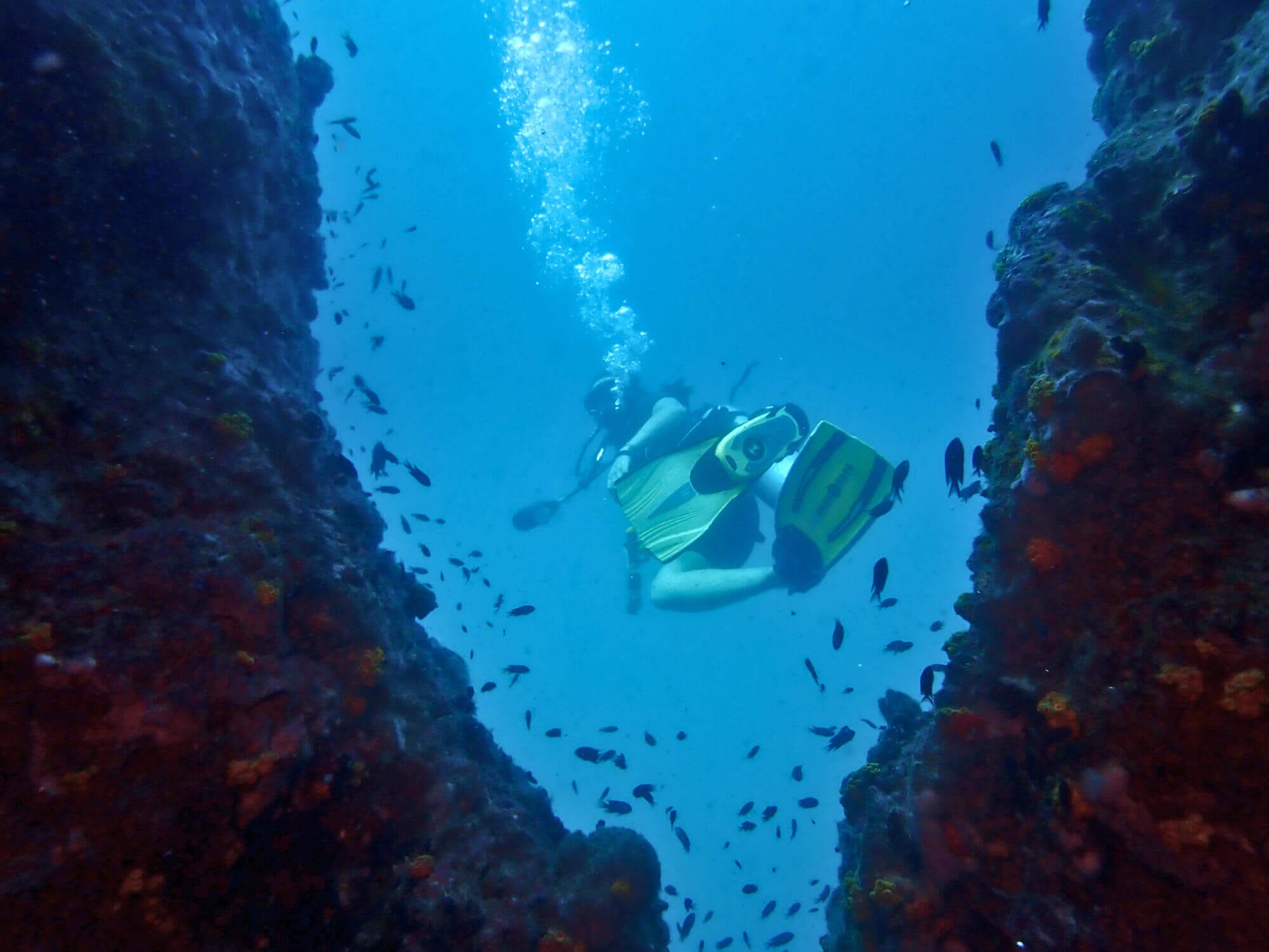 Koh Samui: Diving Guide & Review of Dive Sites - Ocean Info