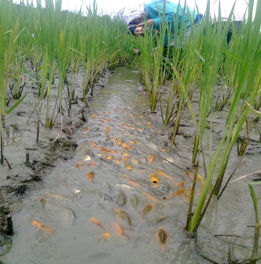 Bali’s Rice Terraces: Why They Matter - Ocean Info