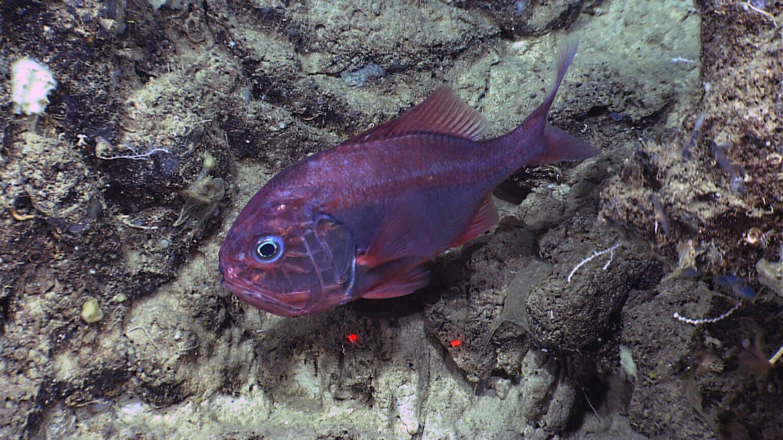 40 Fish That Start with O: Common and Scientific Names - Ocean Info