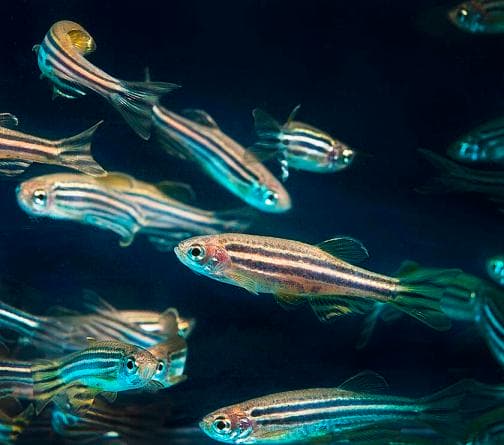 Zebra Turkeyfish: The Deadly Sea Fish - Ocean Info